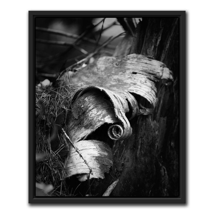 Birch Scroll I - J. Pellow Photography