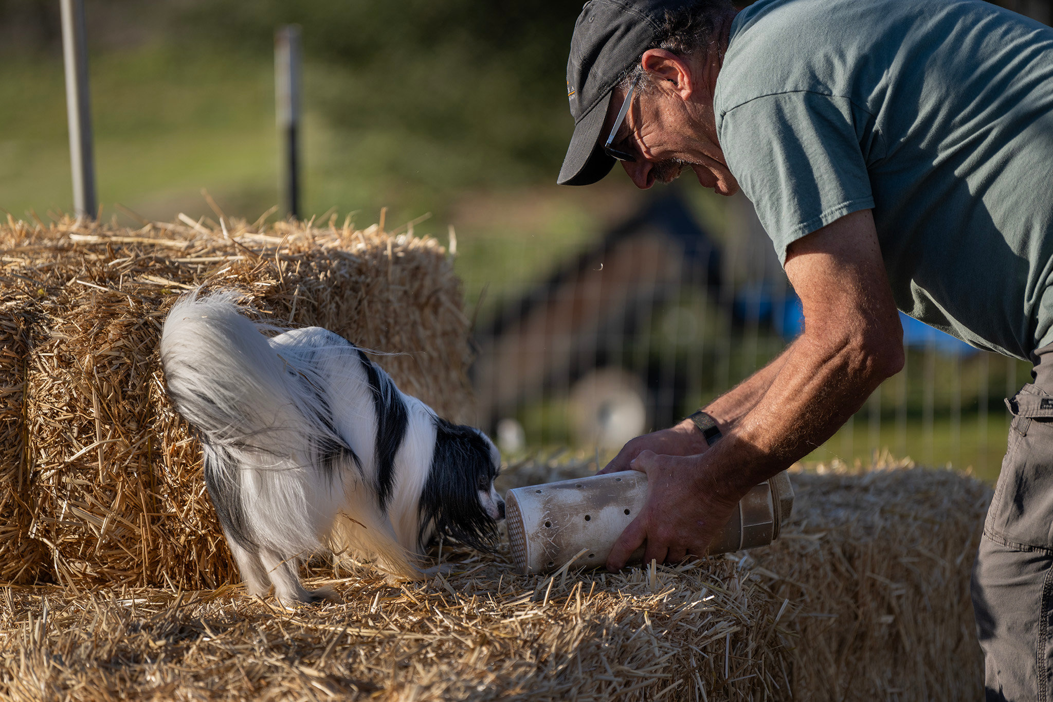 Benefits of Scent Work for Dogs and Classes in Las Vegas