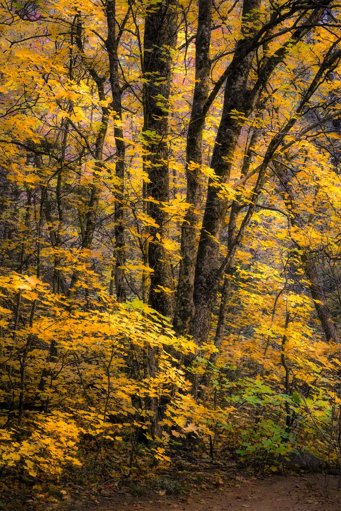 Maple Forest - Rob Strain