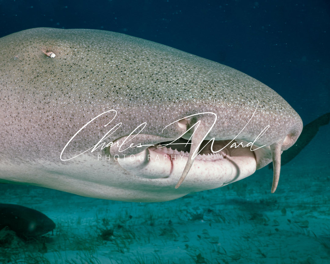 Nurse Shark oceanlife(hidden) - Charles A Ward Photography - Omaha, NE