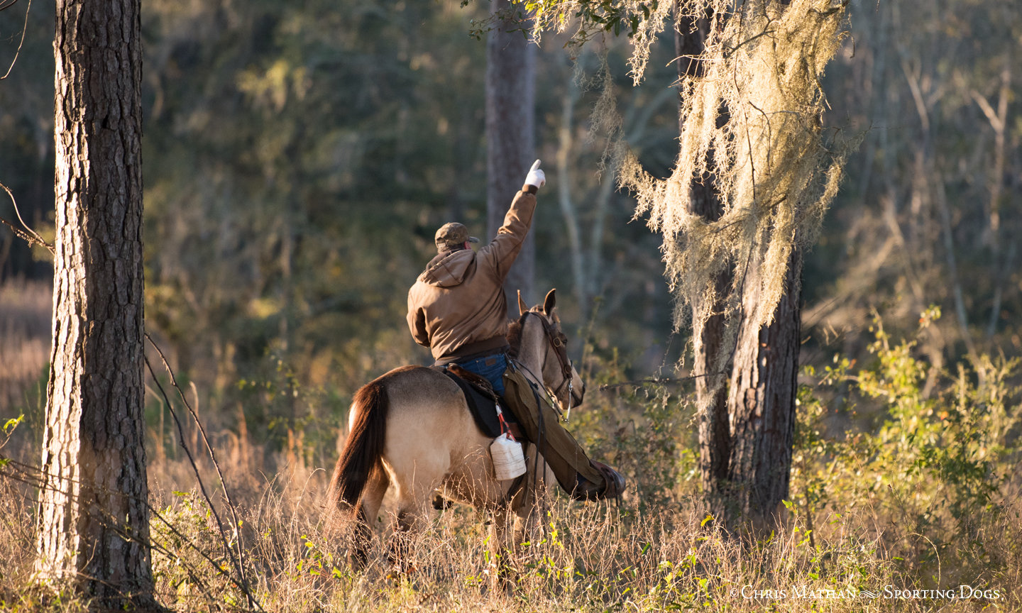 Field Trials - Chris Mathan Sporting Dogs