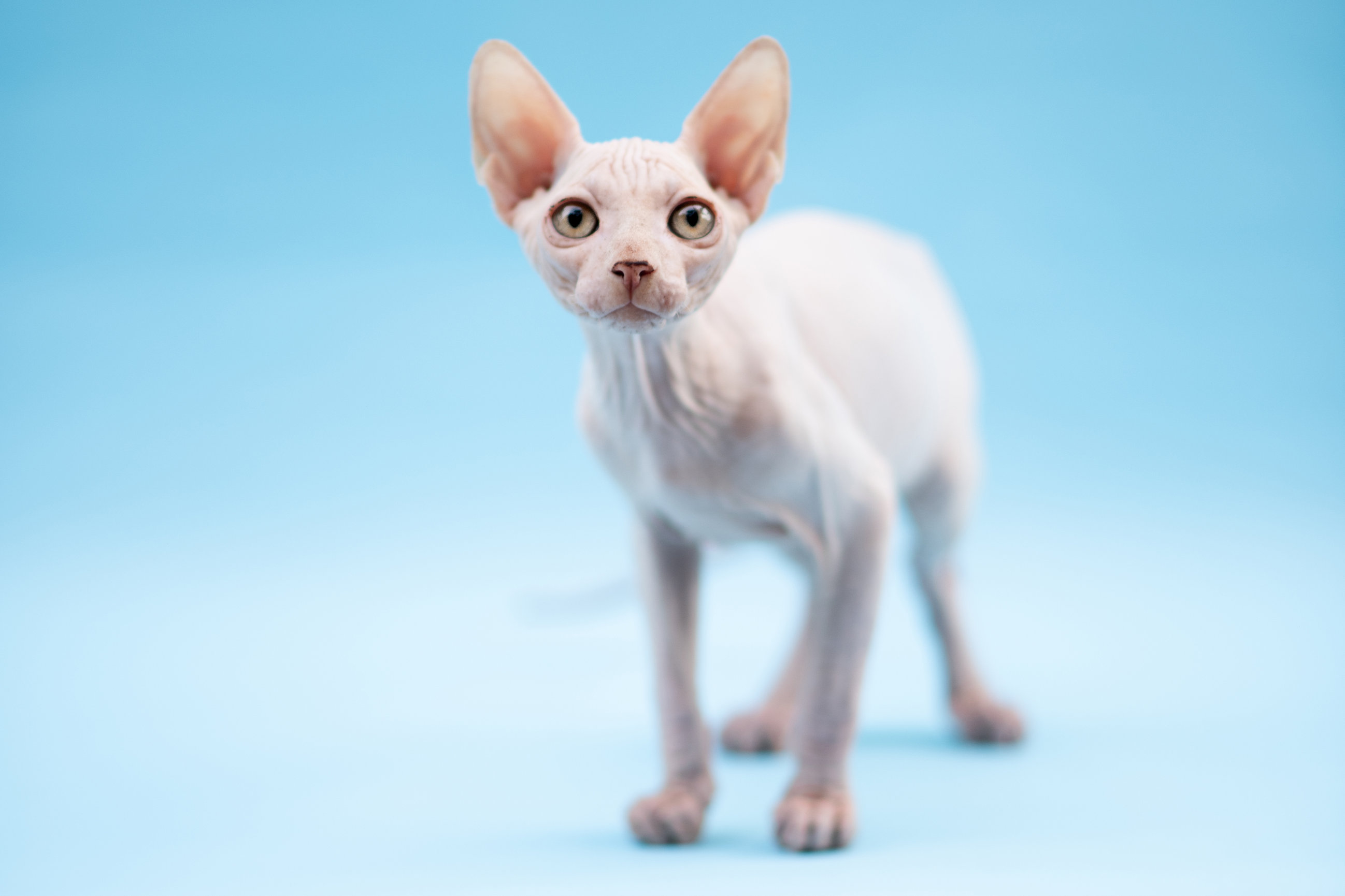 AVAILABLE KITTENS - The Purr Without the Fur