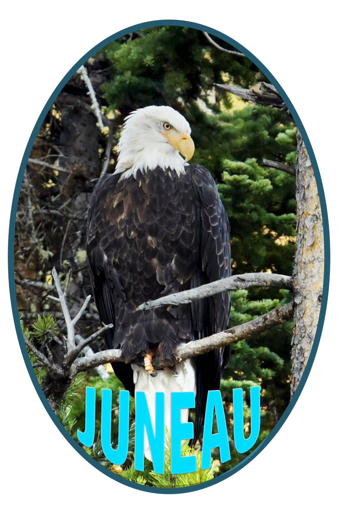 Juneau Bald Eagle Oval - Casey B Gent