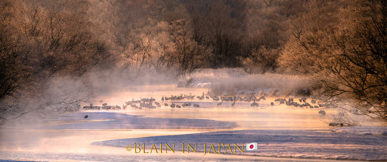 Kushiro Wetlands and The Red-Crowned Crane - Hokkaido Birding Japan ...
