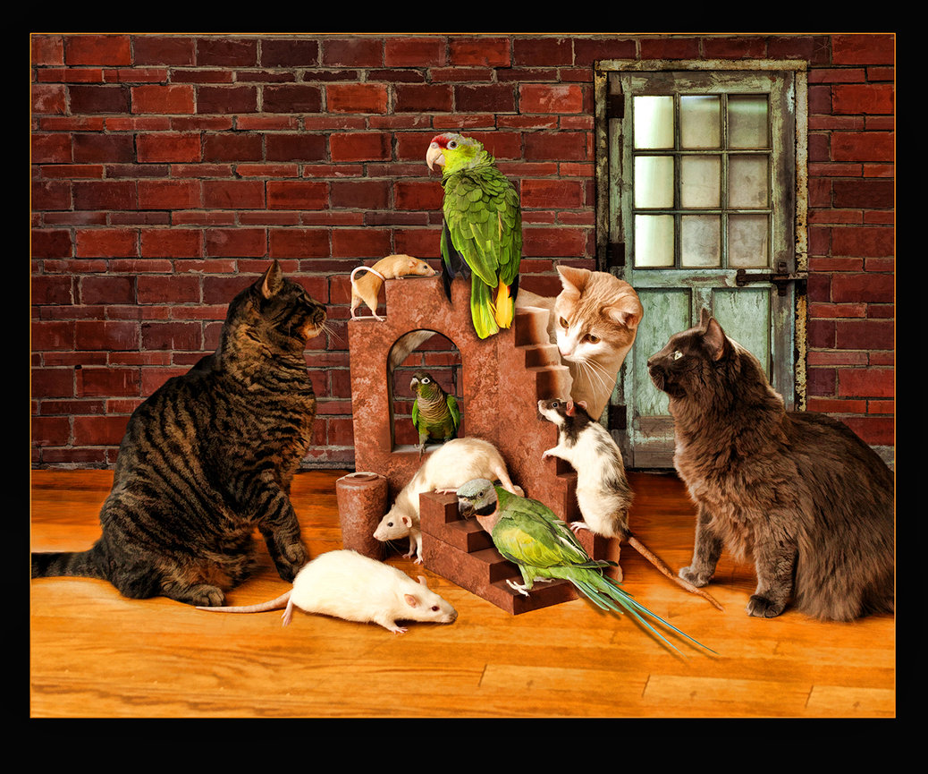 PETS - Searfoss Photography
