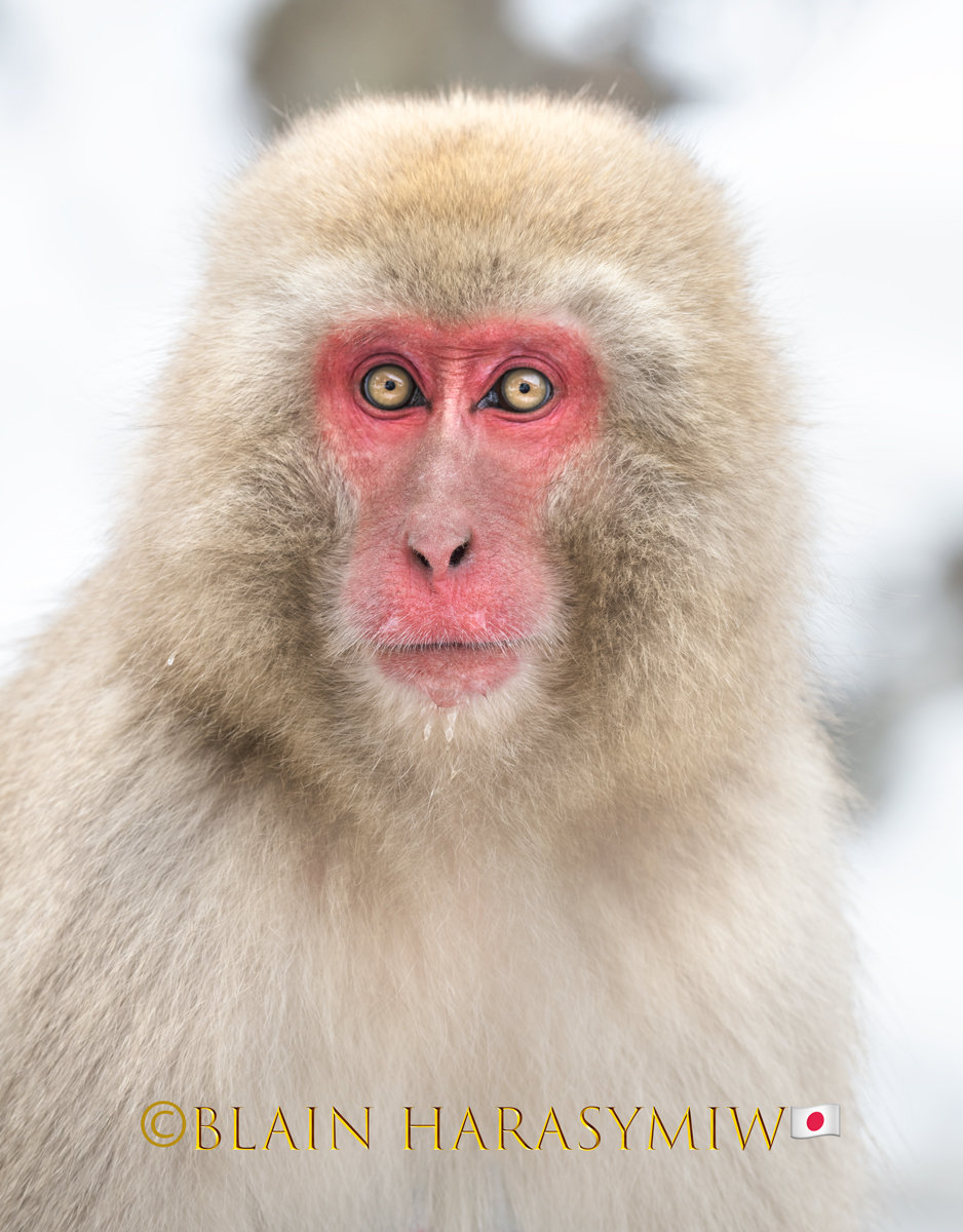 It's Cool Foggy and Rainy in Japans Highland Today! - Wild Snow Monkey ...