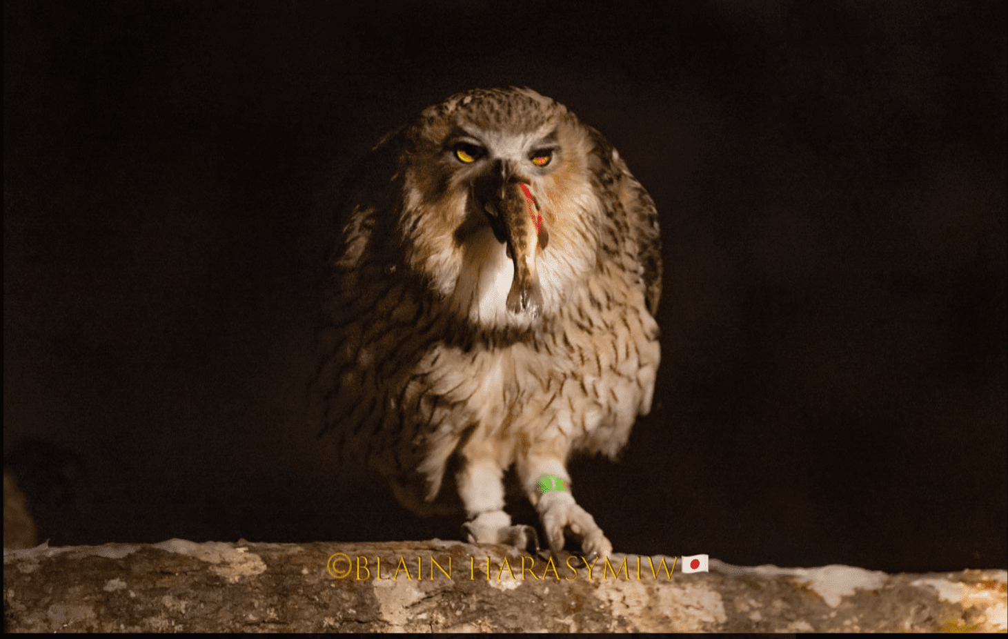 Blakiston’s Fish Owls - Members of Hokkaido’s Ecosystem - Blain ...