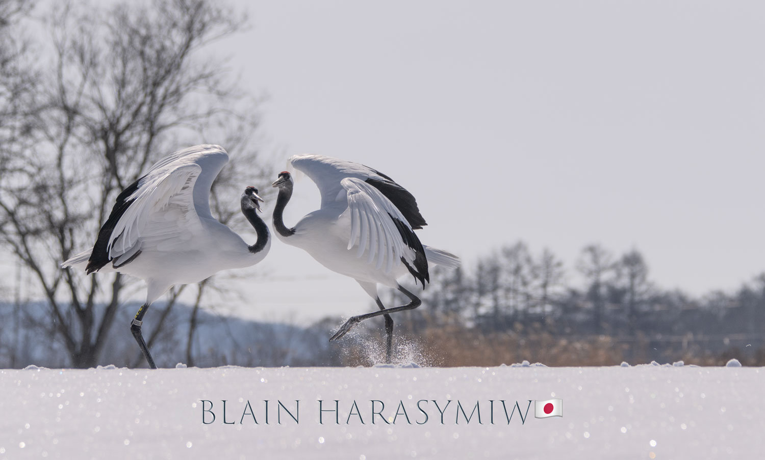 Cultural Significance the Red-crowned Cranes - Blain Harasymiw Photography