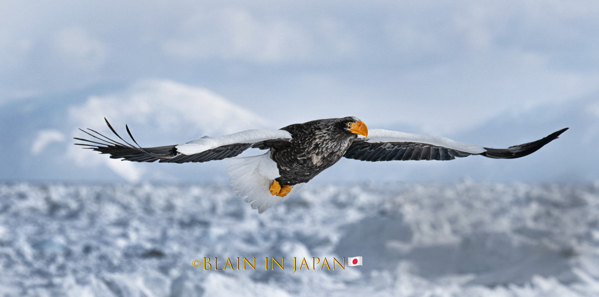 Hokkaido Birds of Prey - Hokkaido Photography Tour - Blain Harasymiw ...