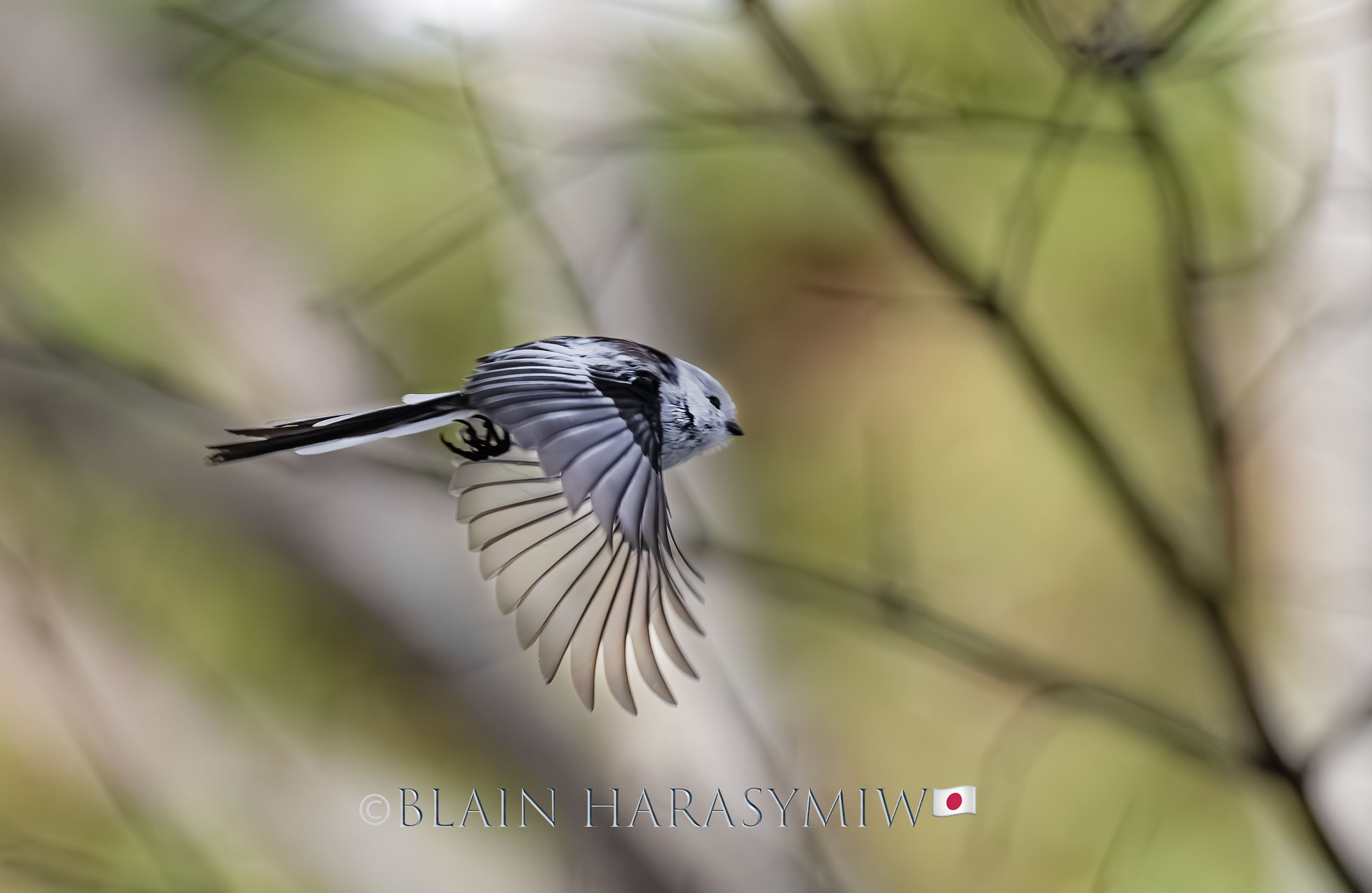 Shima Enaga Hokkaido Birding Tours 2026 - Blain Harasymiw Photography