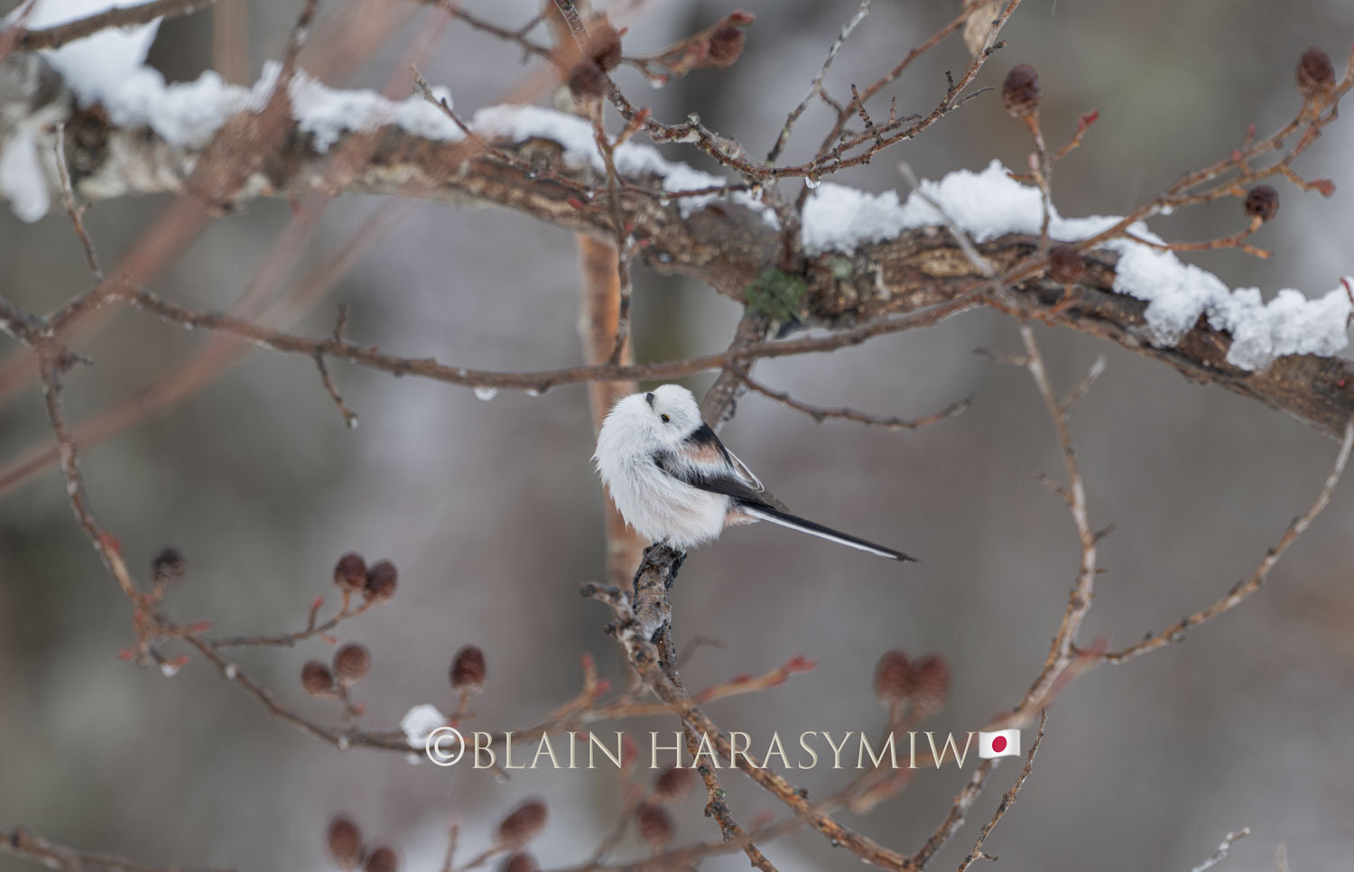 Hokkaido Japan Bird Spotting - Blain Harasymiw Photography