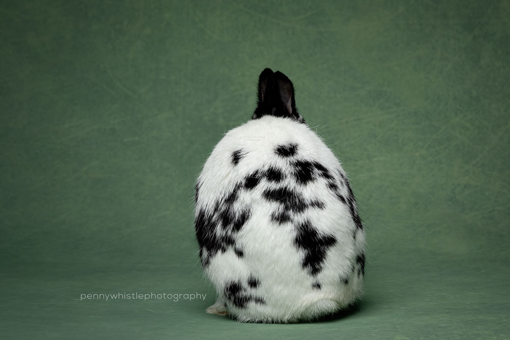 Waffles the Rabbit Gets Professional Portraits