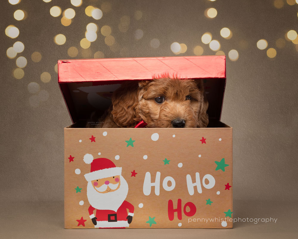 Commercial Animal Photography For Your North Texas Business - Penny ...