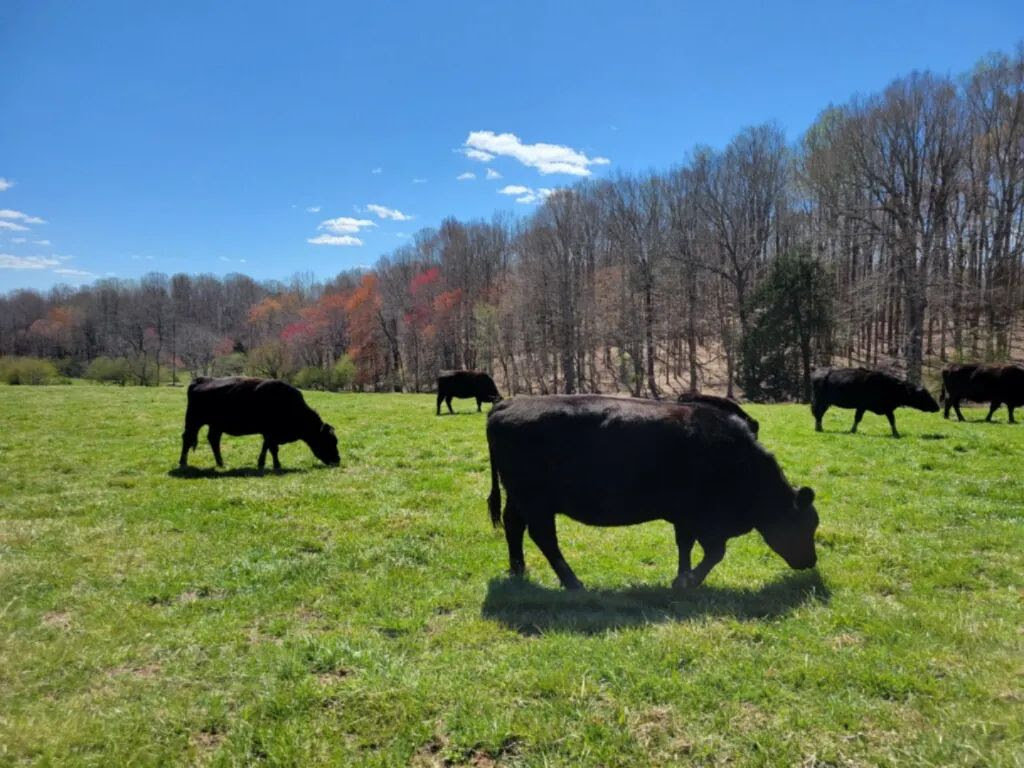 New Vendor Spotlight: Clear Springs Farm - Deep Roots Market ...