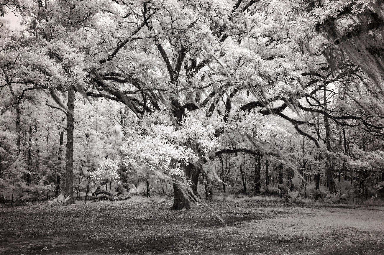 INFRARED IMAGES - Christine Breslin Photography