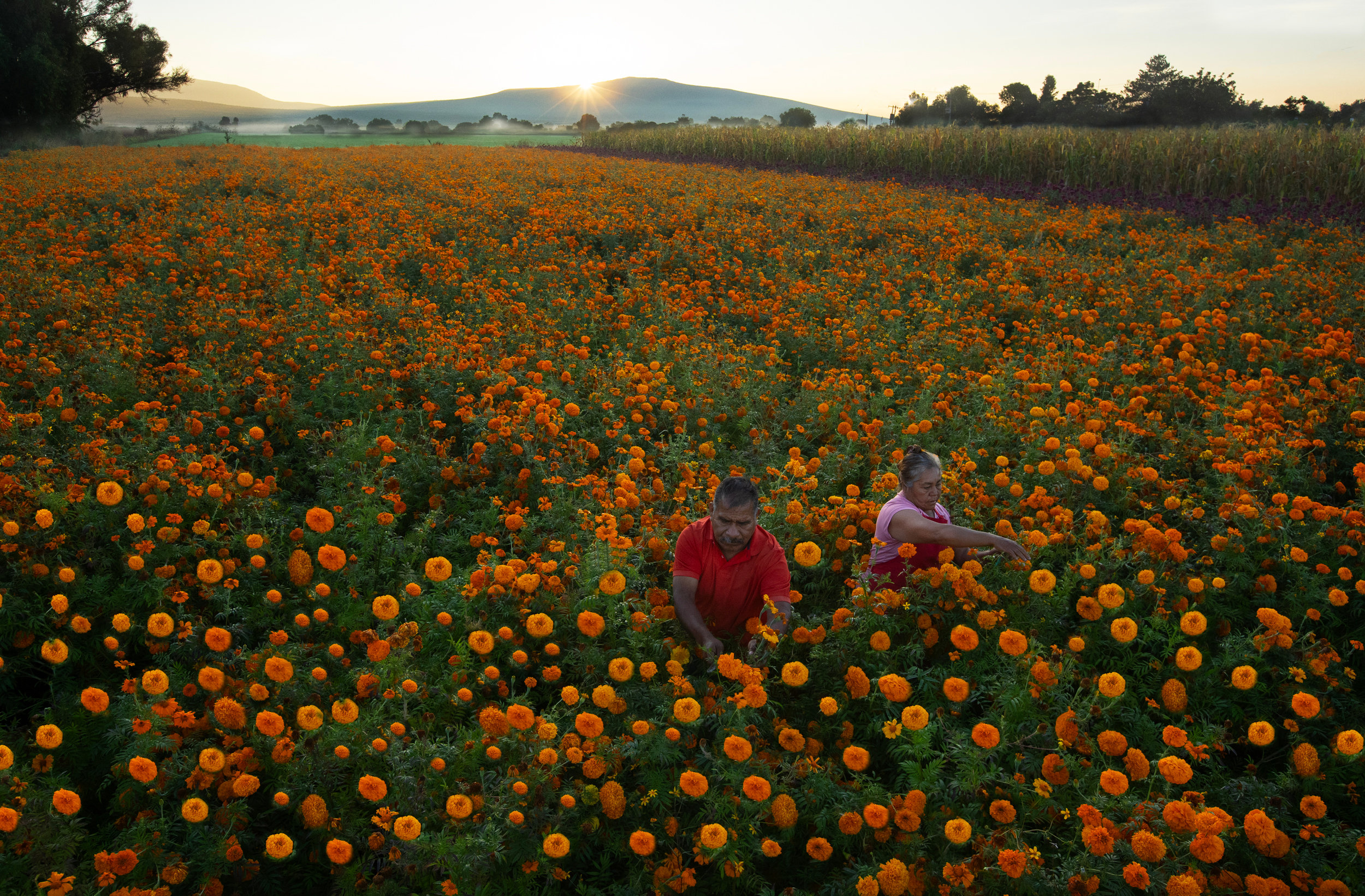 In A Field Of Marigolds - Walter Hodges