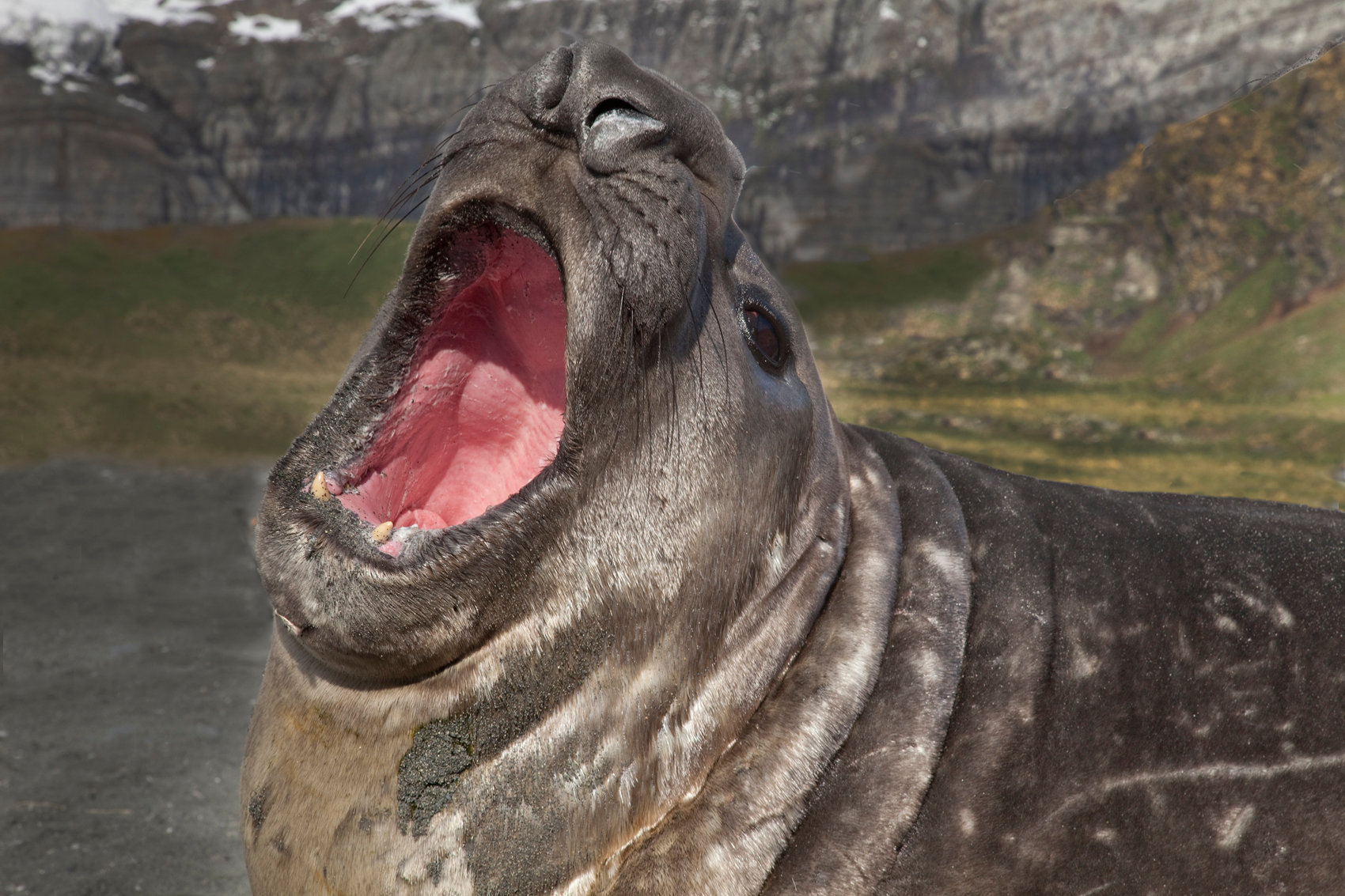 5000 pounds of blubber - Jim Zuckerman photography & photo tours