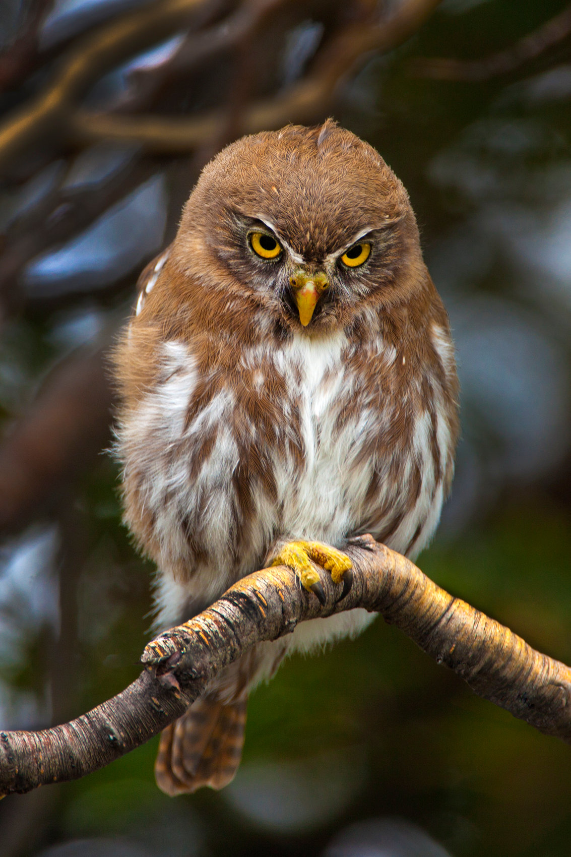 Portrait of a pigmy owl - Jim Zuckerman photography & photo tours