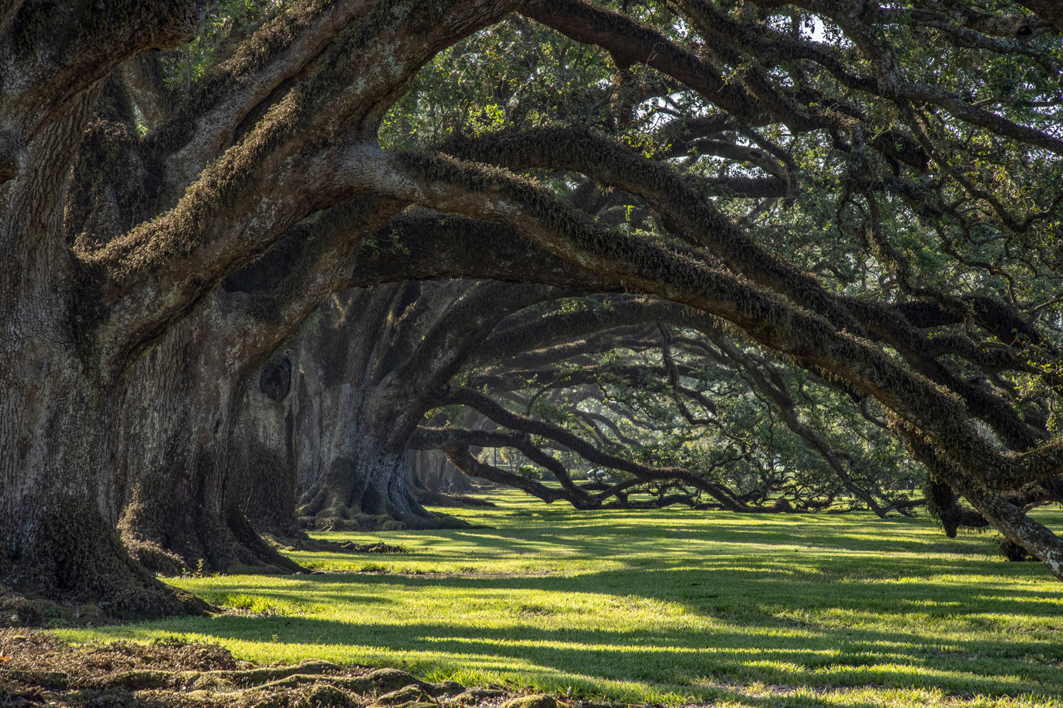 Louisiana gallery - Jim Zuckerman photography & photo tours