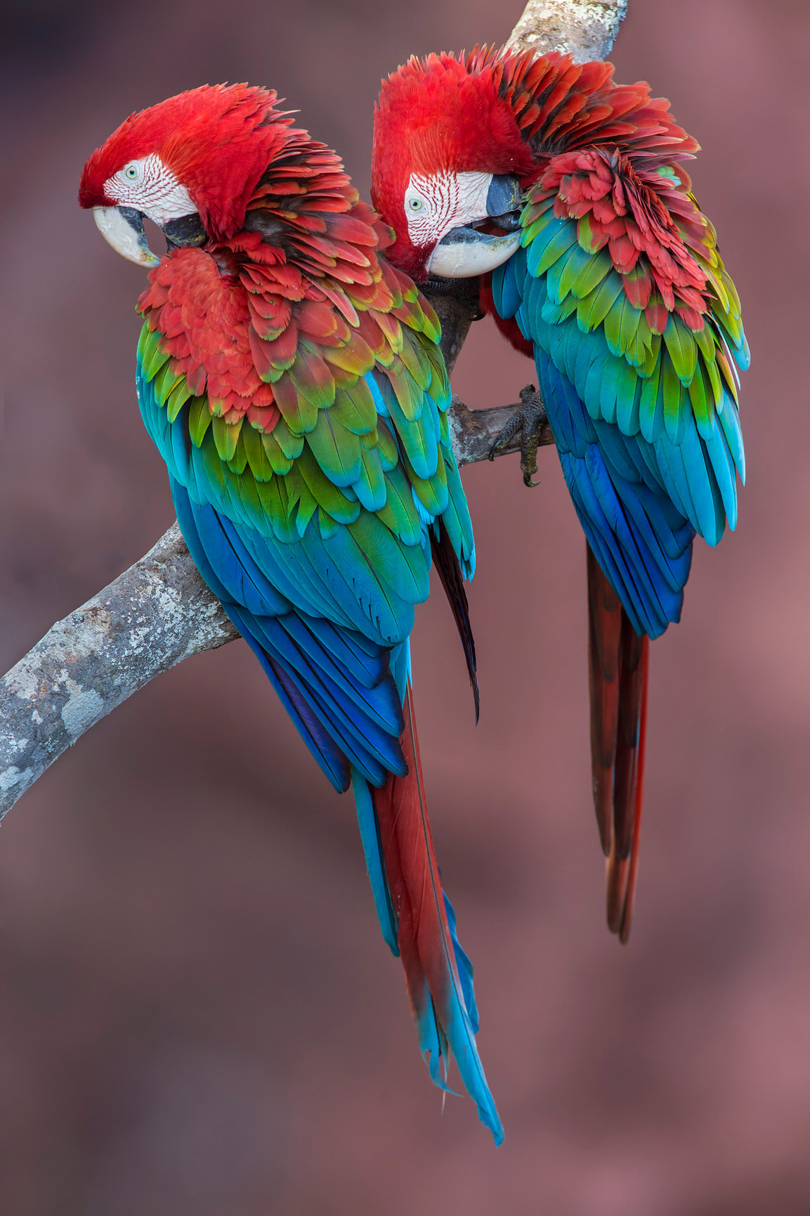 Wild macaws in Brazil - Jim Zuckerman photography & photo tours