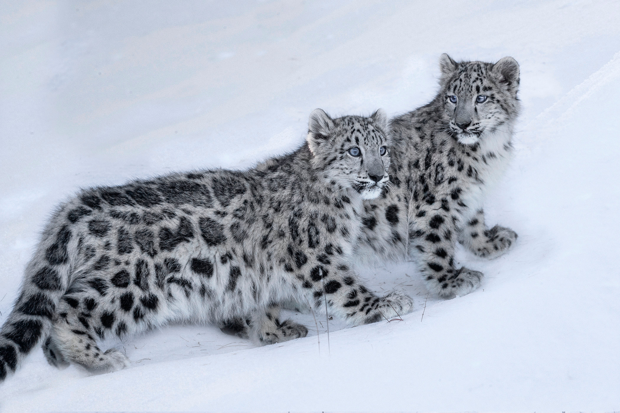 Juvenile snow leopards in winter - Jim Zuckerman photography & photo tours