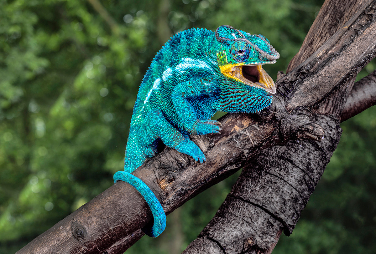 Cyan colored chameleon - Jim Zuckerman photography & photo tours