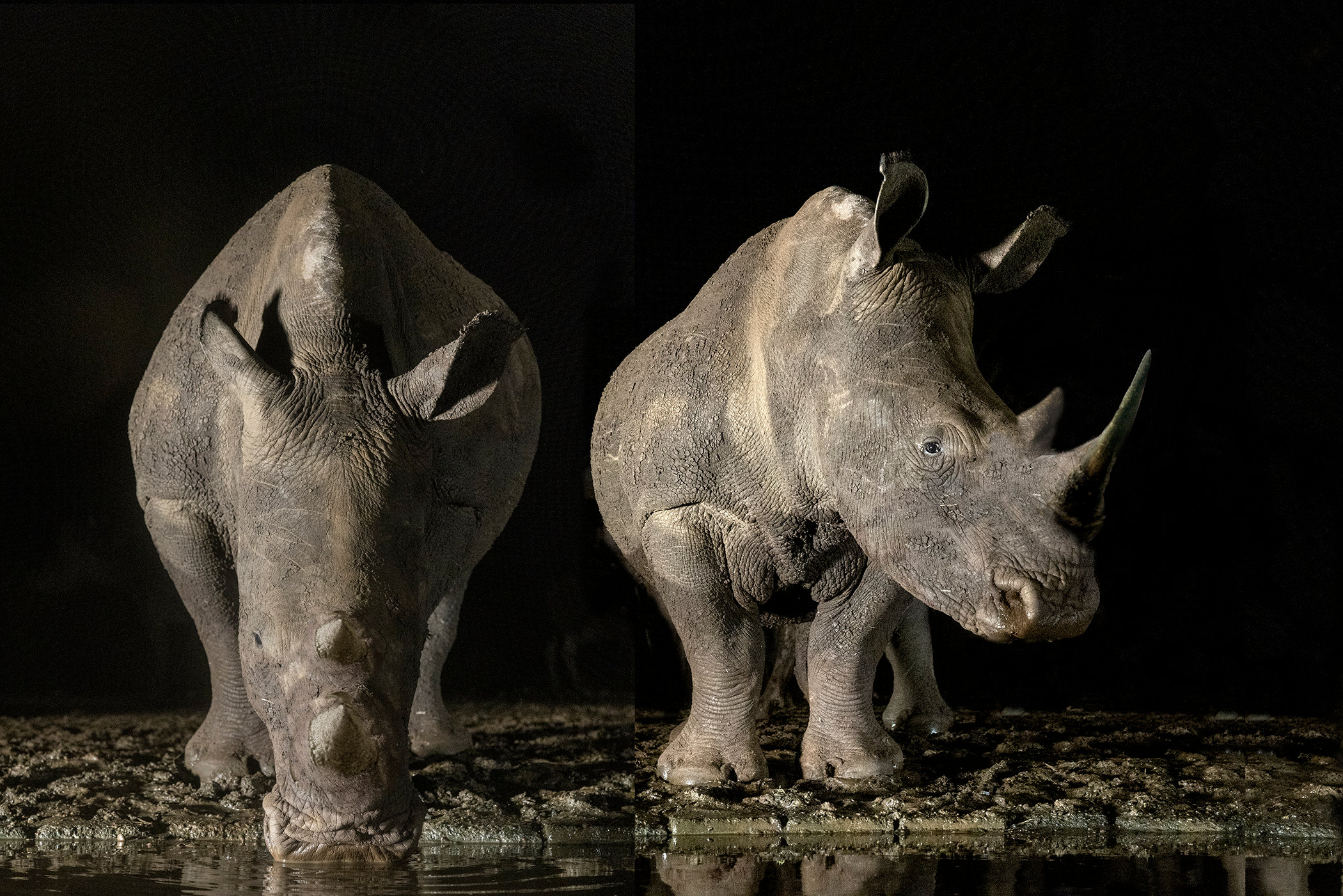 Rhinos drinking at night - Jim Zuckerman photography & photo tours
