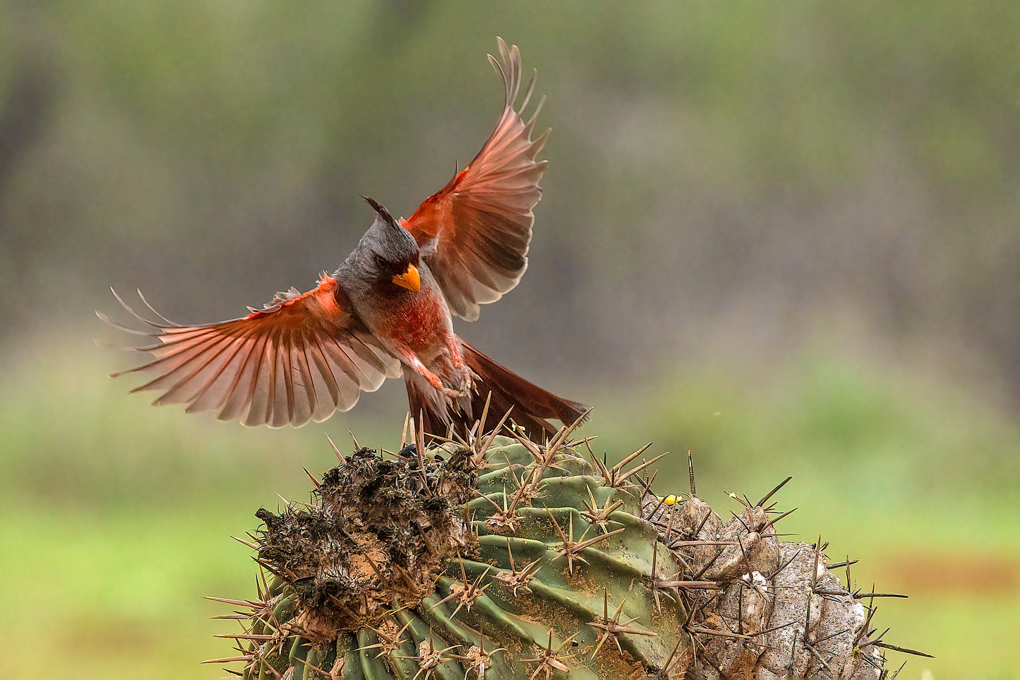 Pyrrhuloxia in flight - Jim Zuckerman photography & photo tours