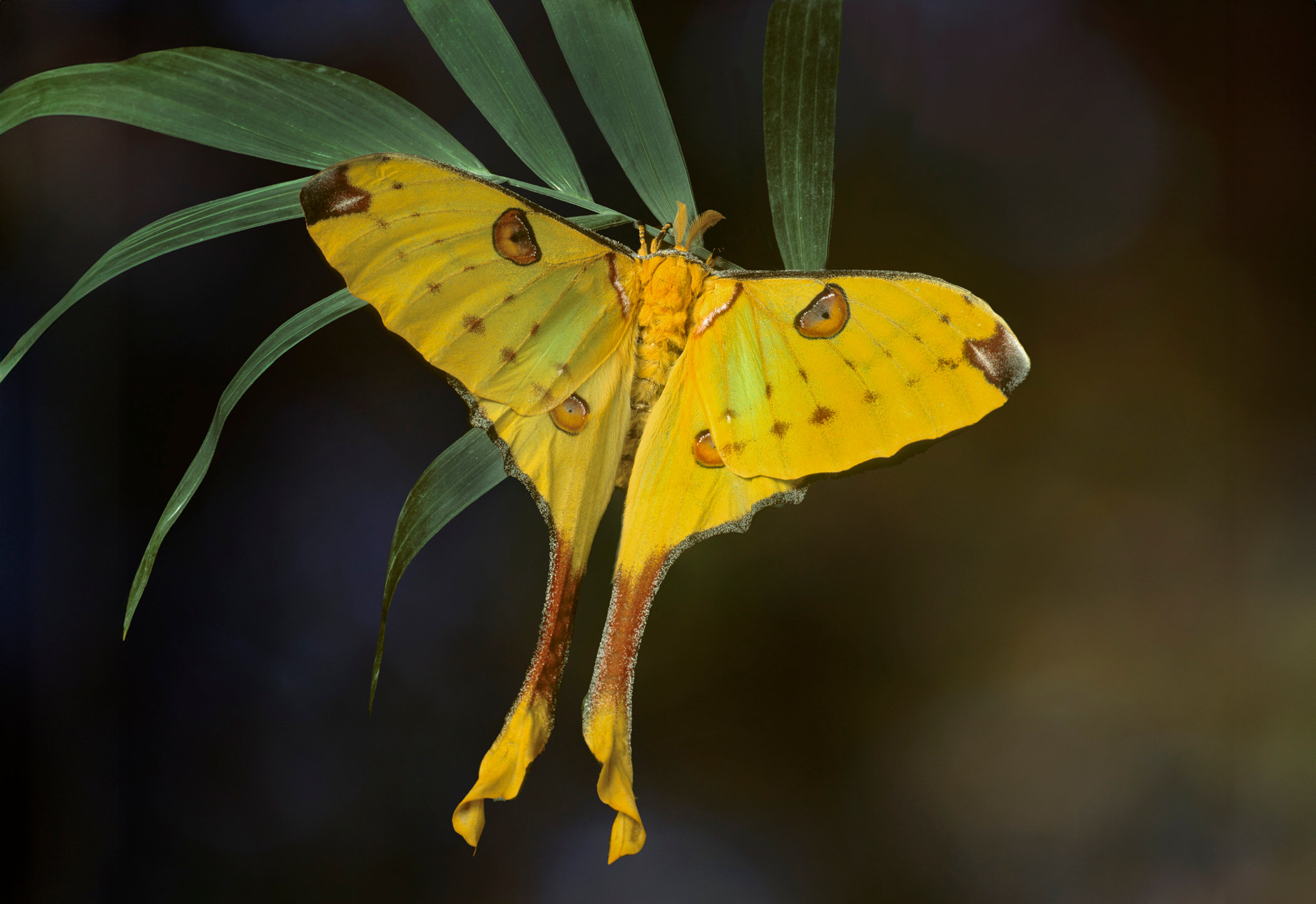 Macro photography - Jim Zuckerman photography & photo tours