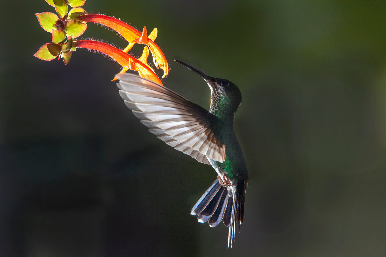 Backlighting on translucent wings - Jim Zuckerman photography & photo tours