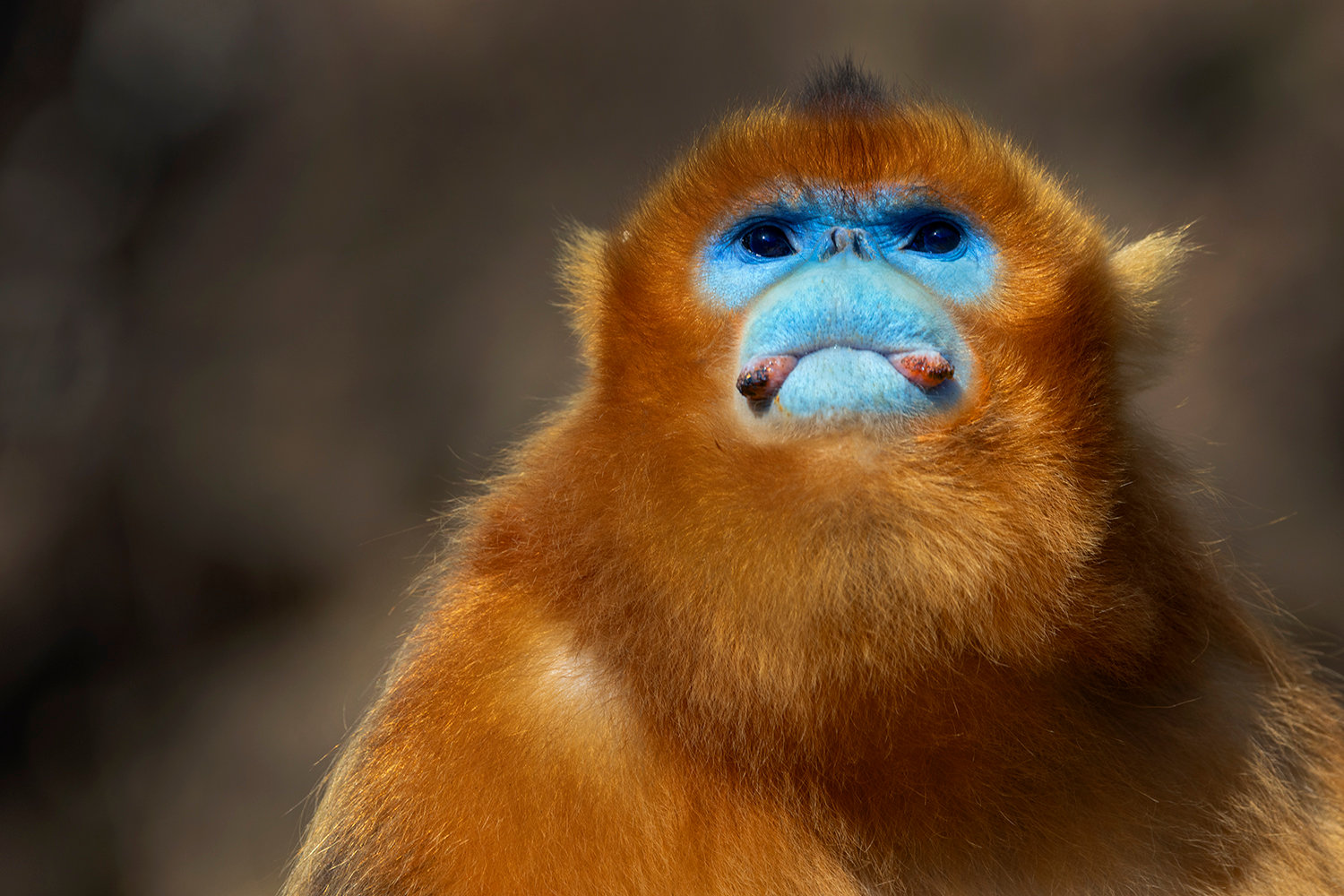 Blue-faced monkey - Jim Zuckerman photography & photo tours