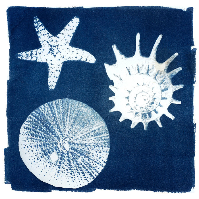 Cyanotype Shells - Longstreet Collection