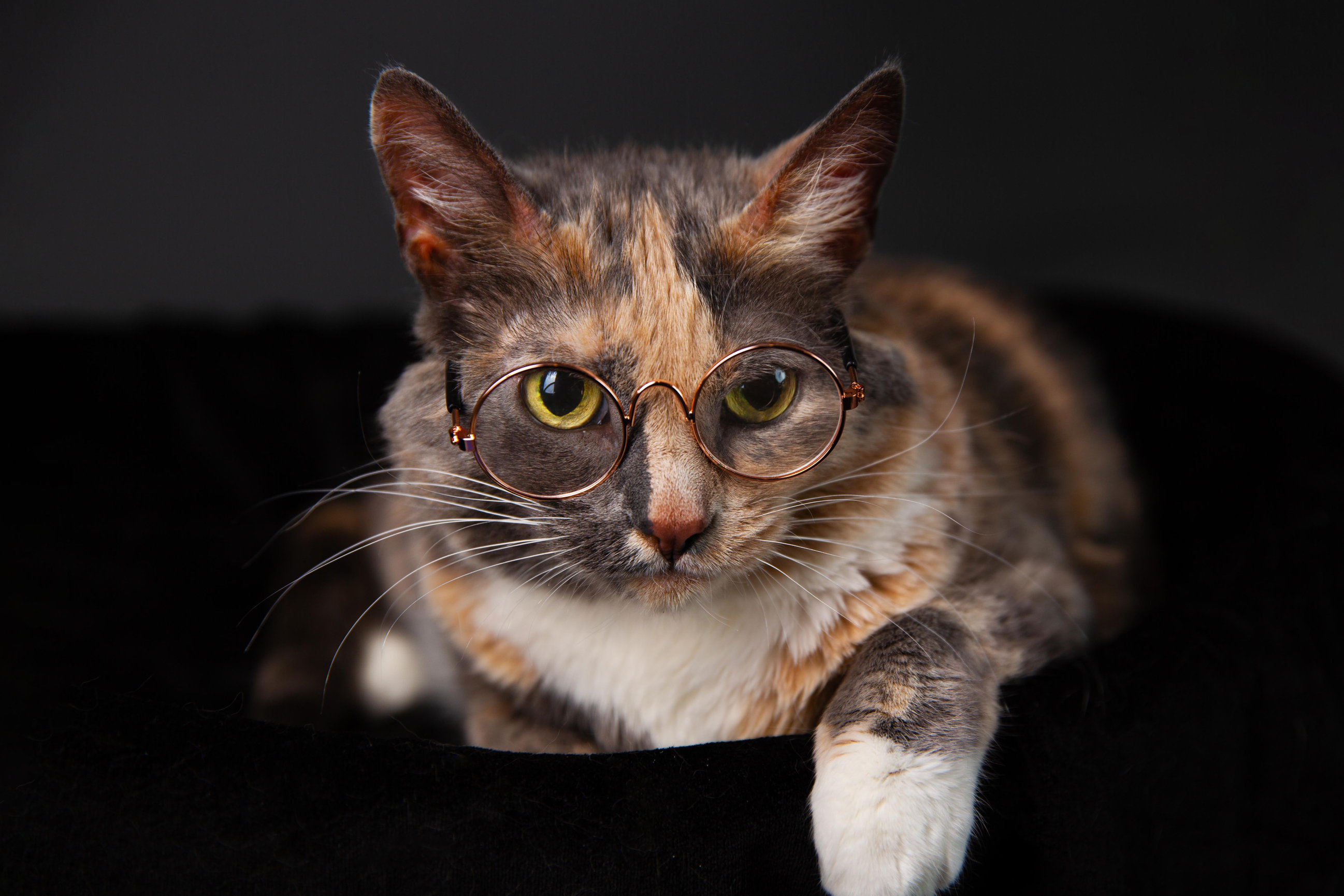 Atlanta, GA Best Pet Photographer