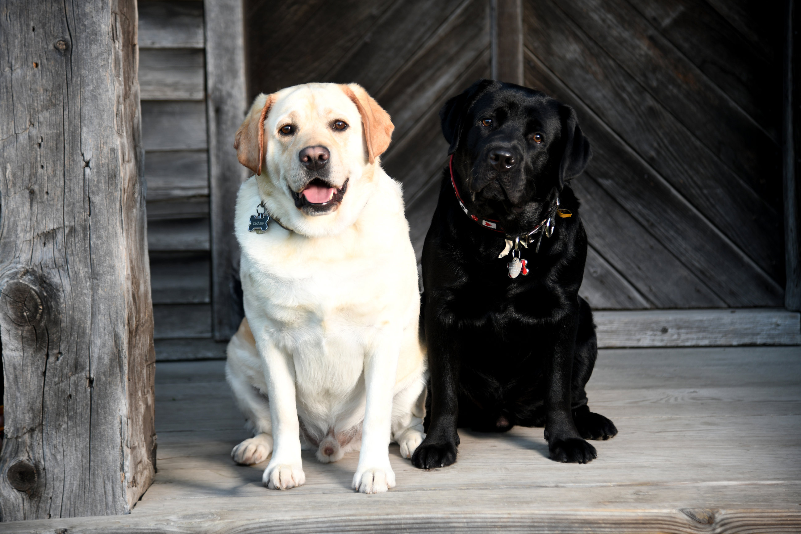 HOME - Harmann Studios