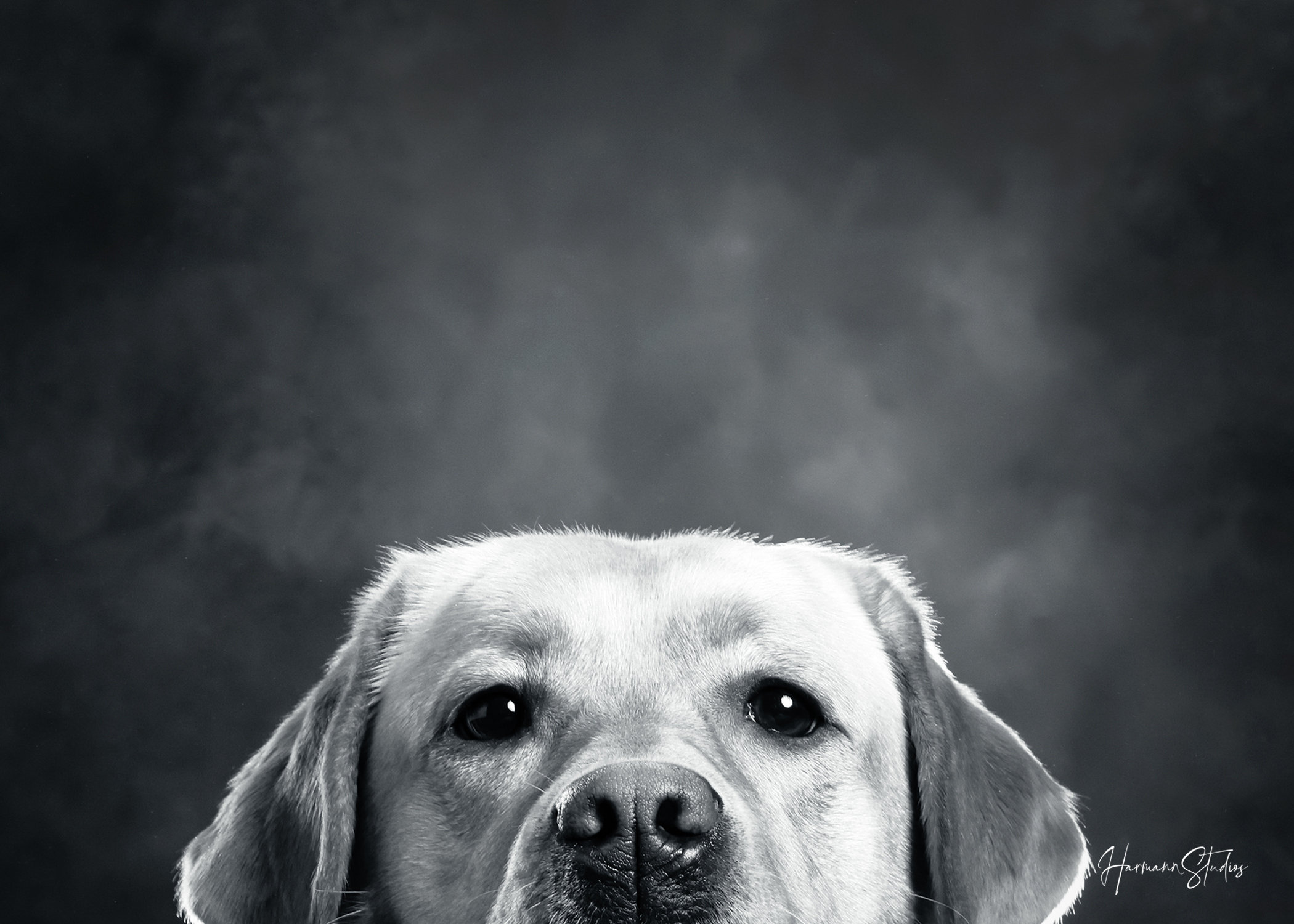 Ways Pet Portraits Are Becoming More Like Fine Art in 2026 - Harmann ...