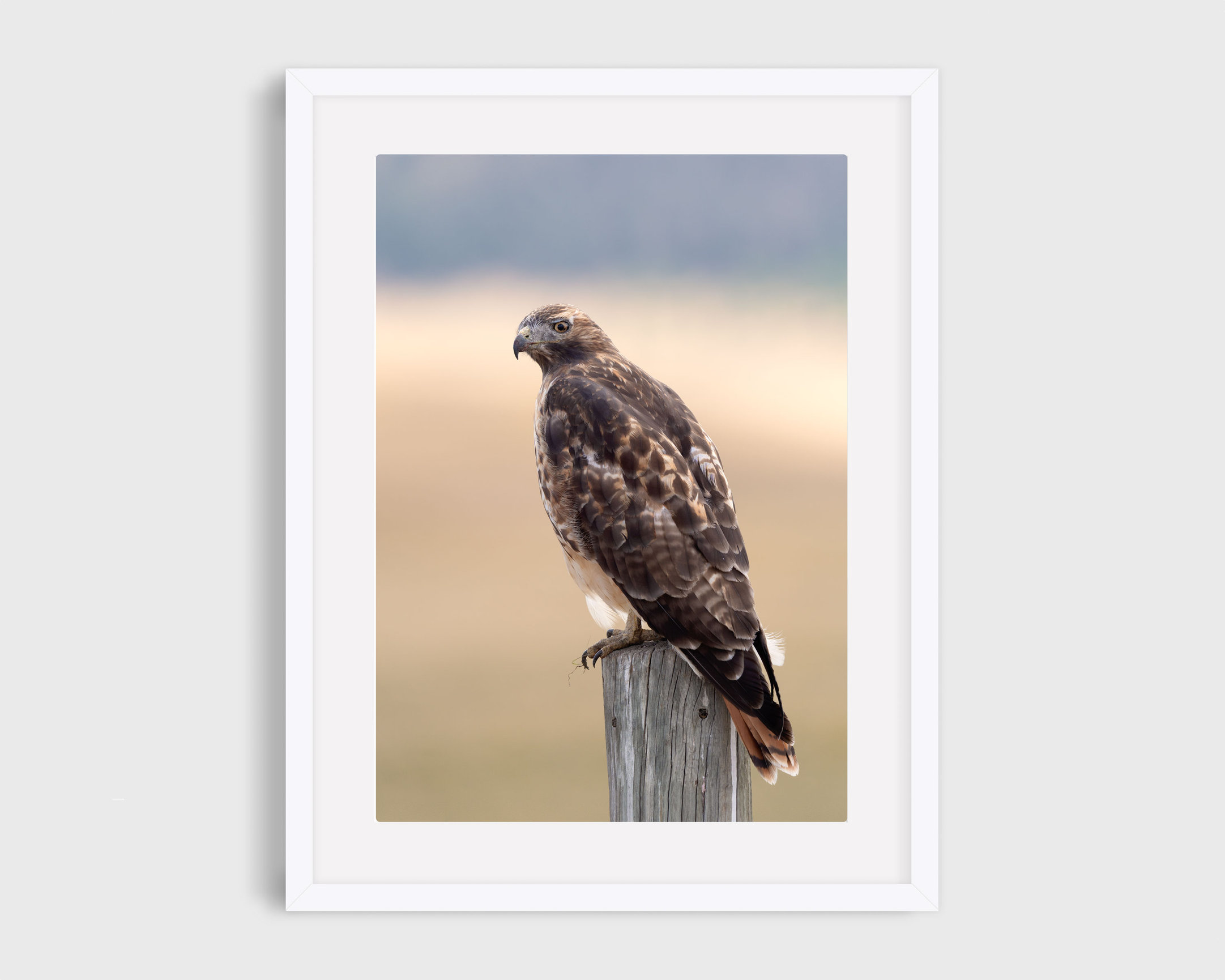 RED-TAILED HAWK (full body) - Christine Roth