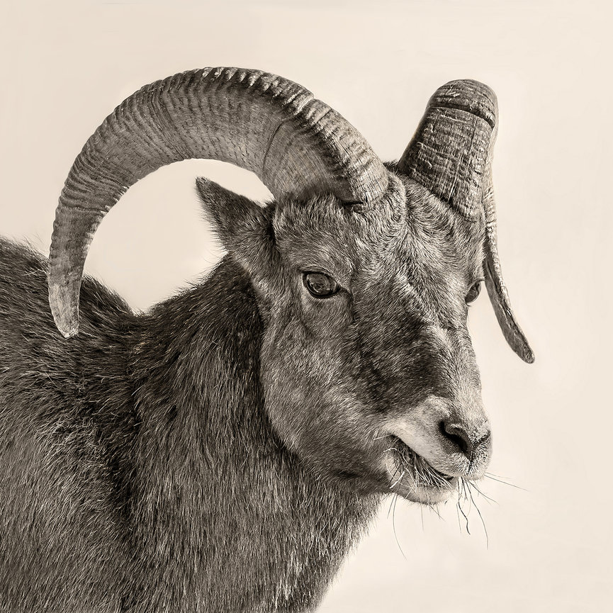 wildlife Prints | Morehead City, NC | The Wild Doody