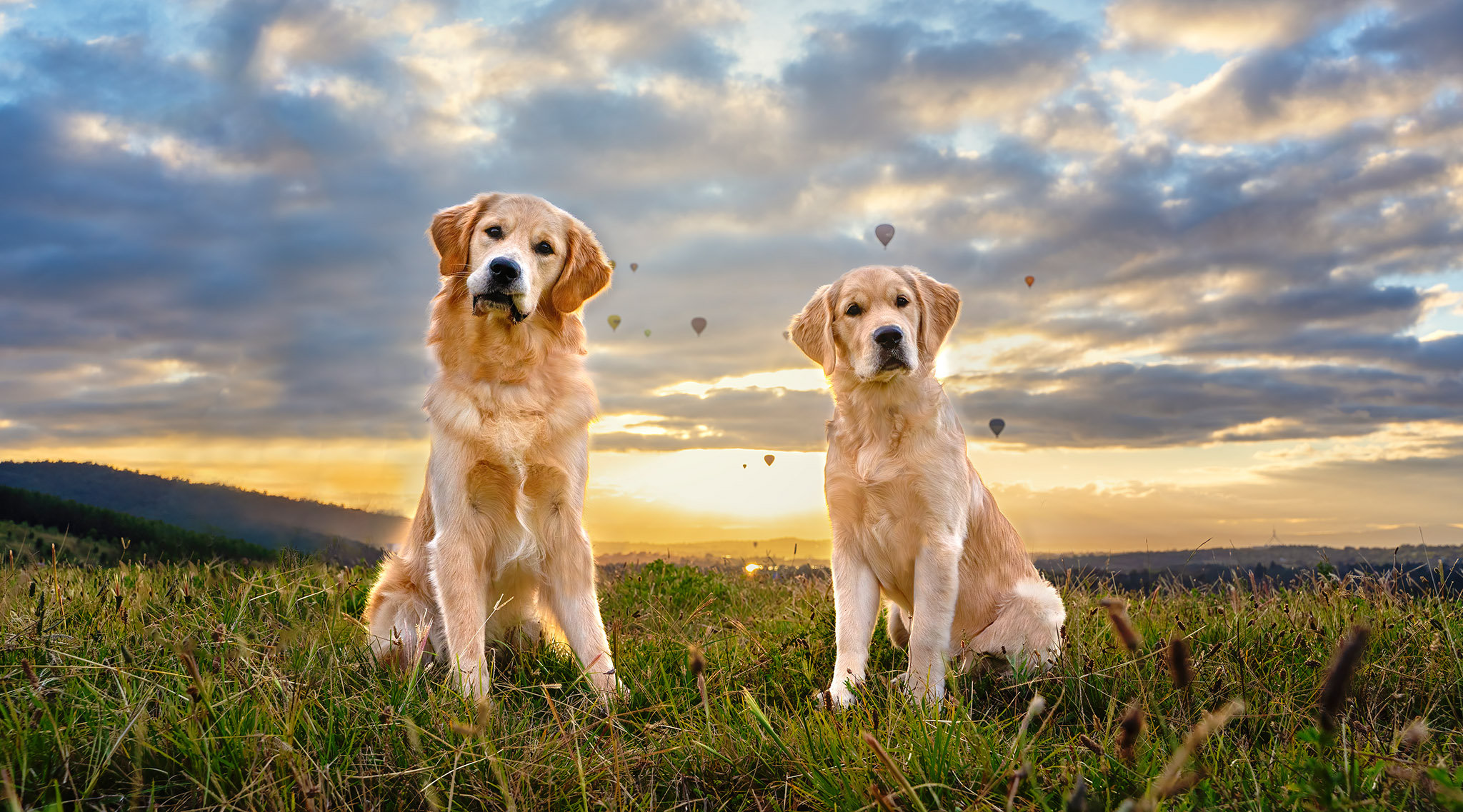 Pet Photography Session - Special Offer - Canberra Award Winning Pet ...
