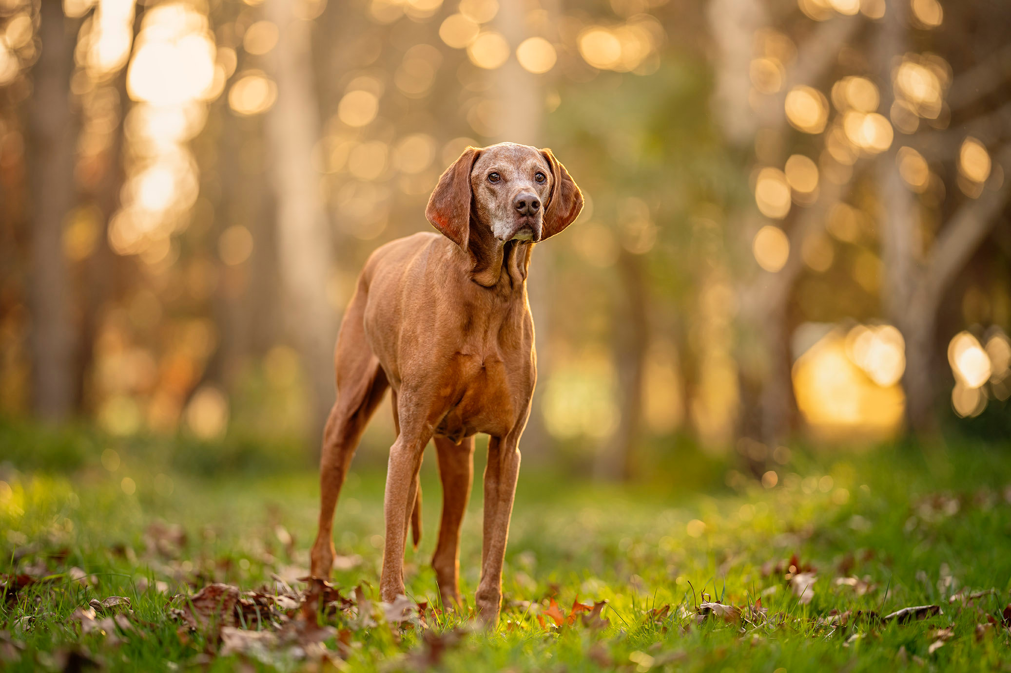 Should You get a Puppy or and Adult Dog