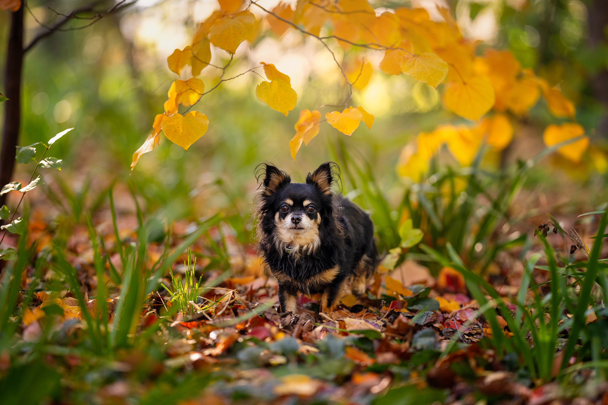 Photographing Shy Dogs