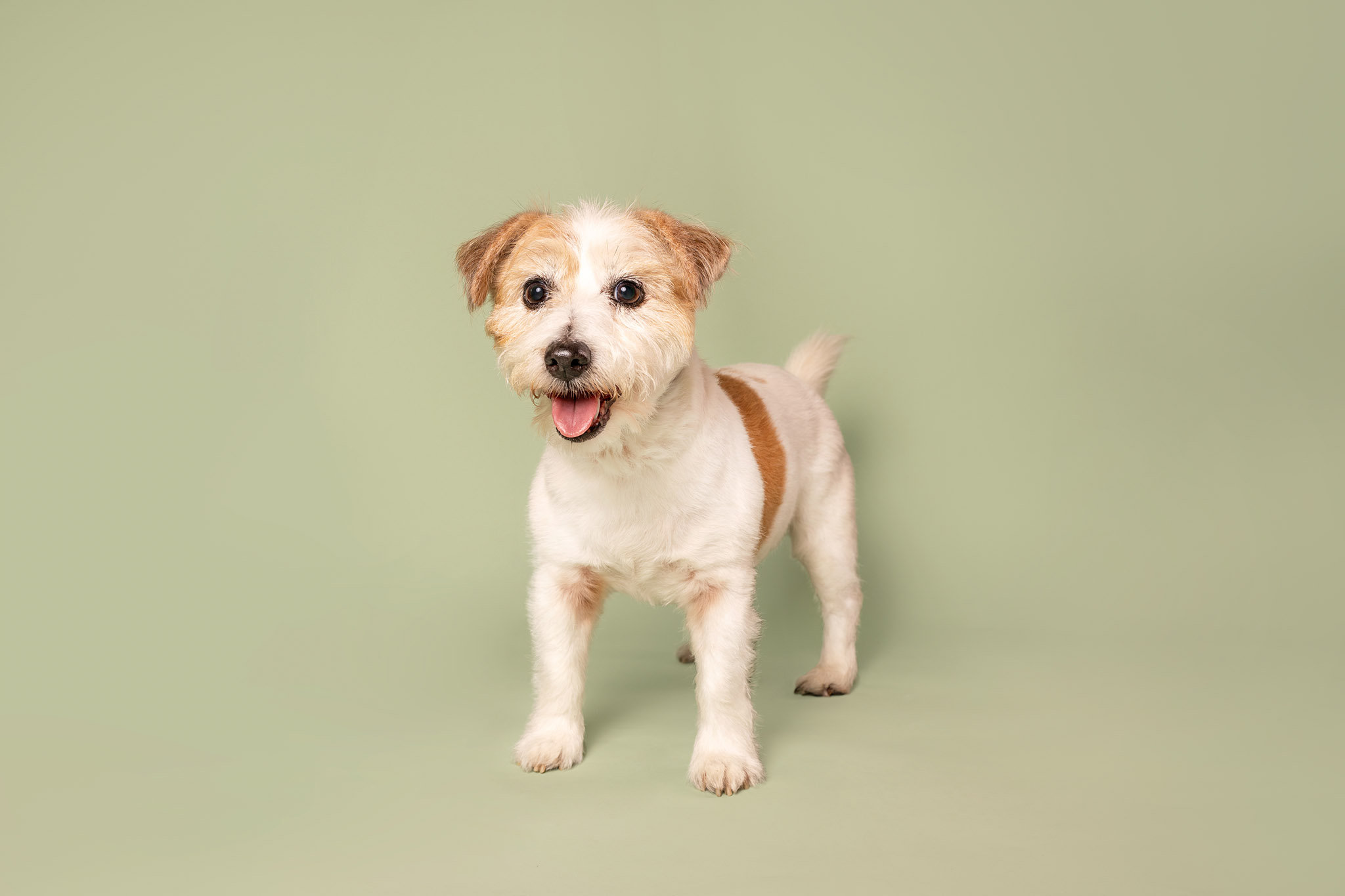 Photographing Shy Dogs