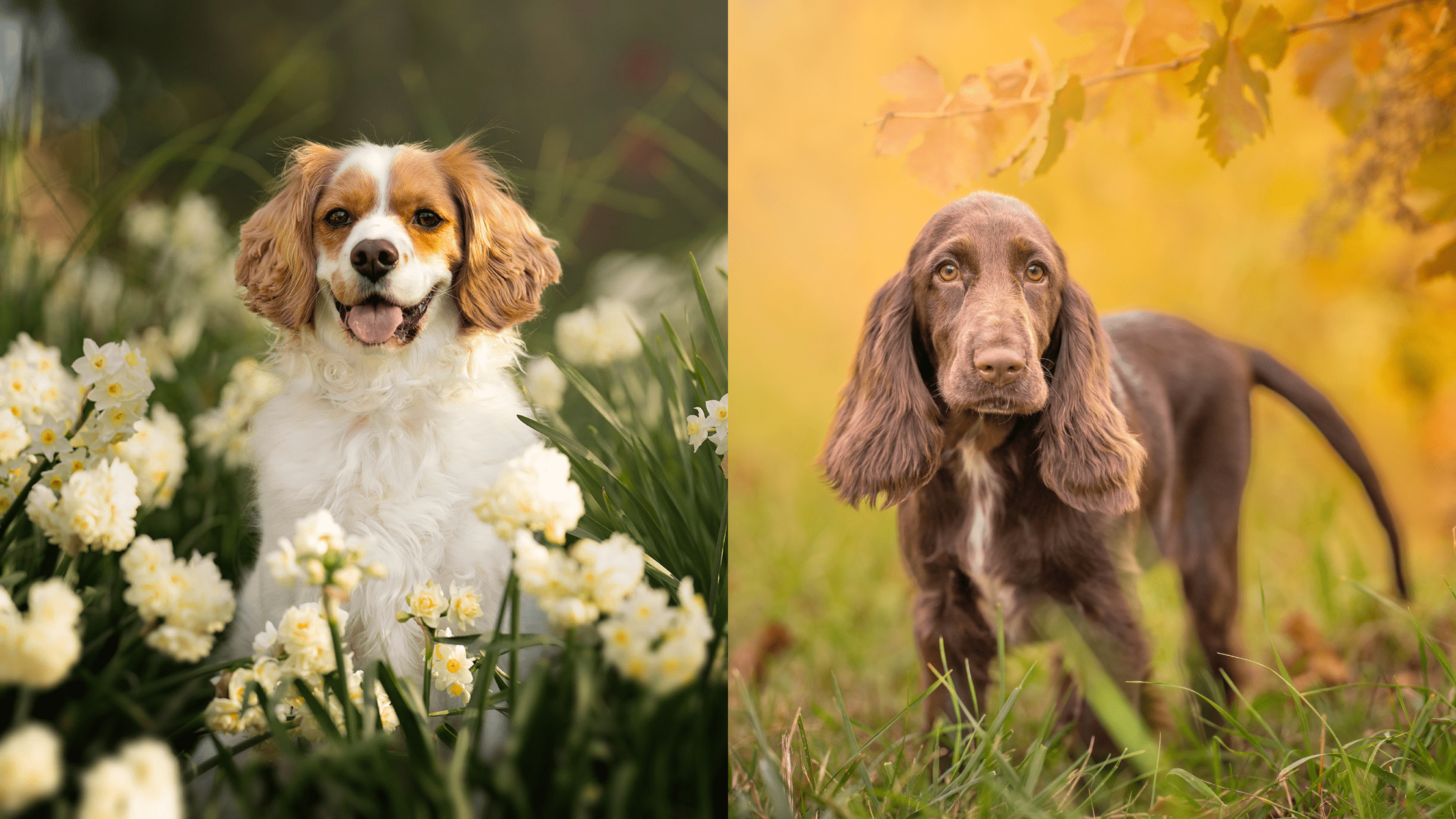 Spring vs Autumn: Finding the Perfect Season for Your Pet's Portraits