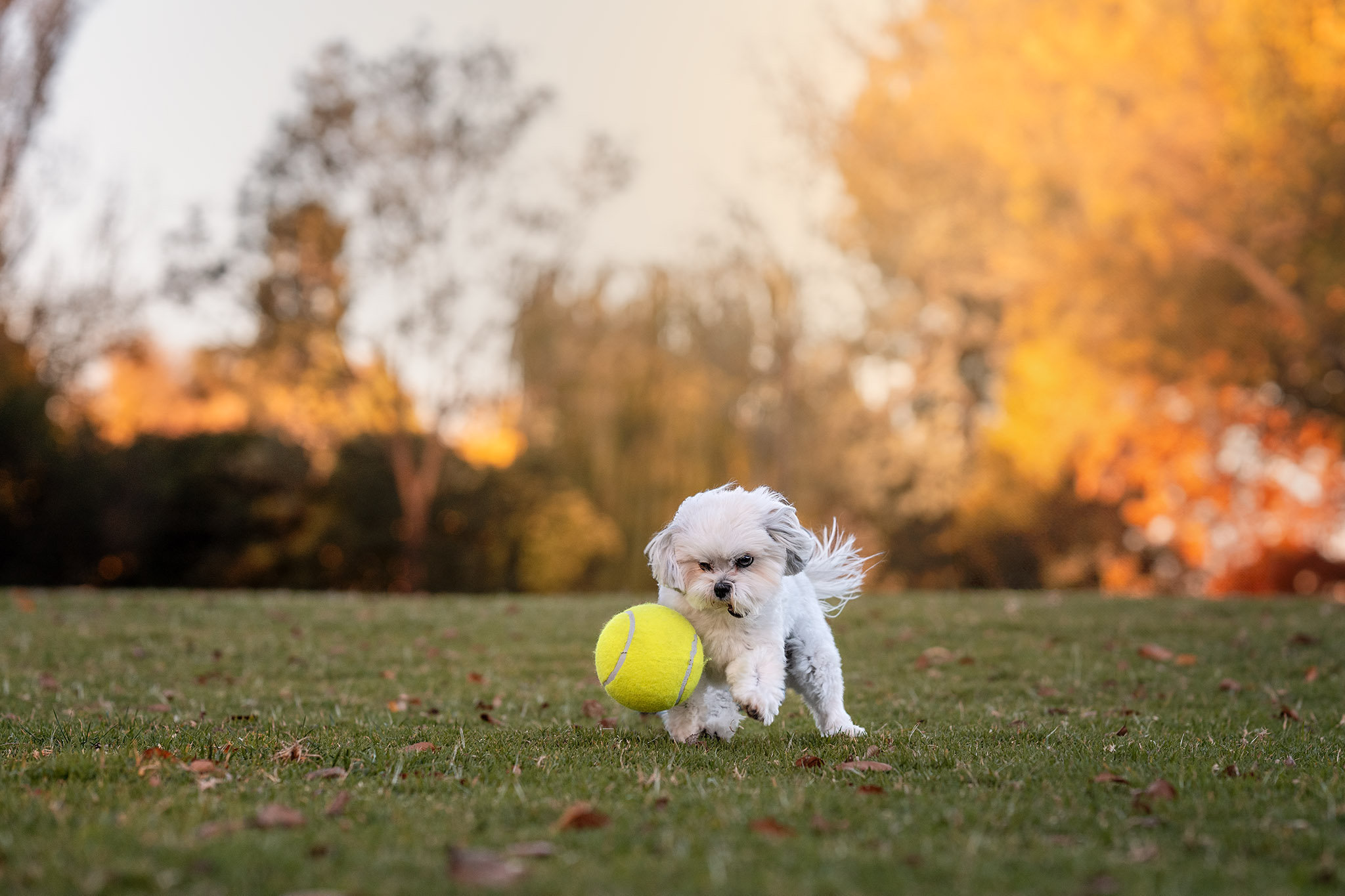 Action Pet Photography in Canberra | Outdoor Dog Sessions