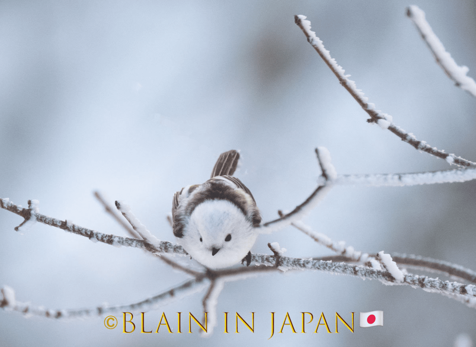 Hokkaido Bird Watching Photo Workshops - Feeding Habits of the Shima ...