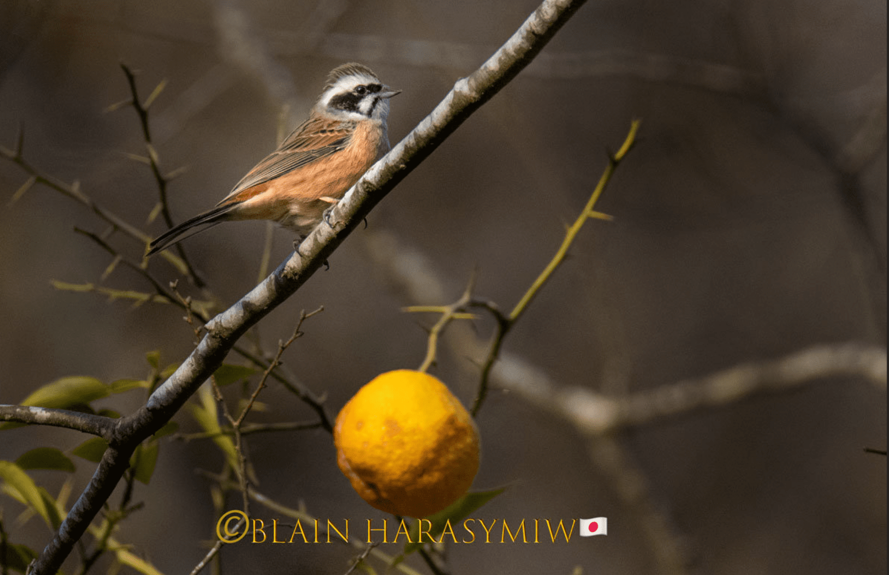 Rustic Bunting - Hokkaido Photo Tour - JAPAN DREAMSCAPES