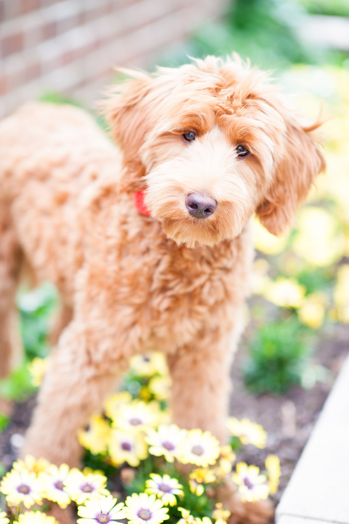 Dog Photography Columbus Ohio