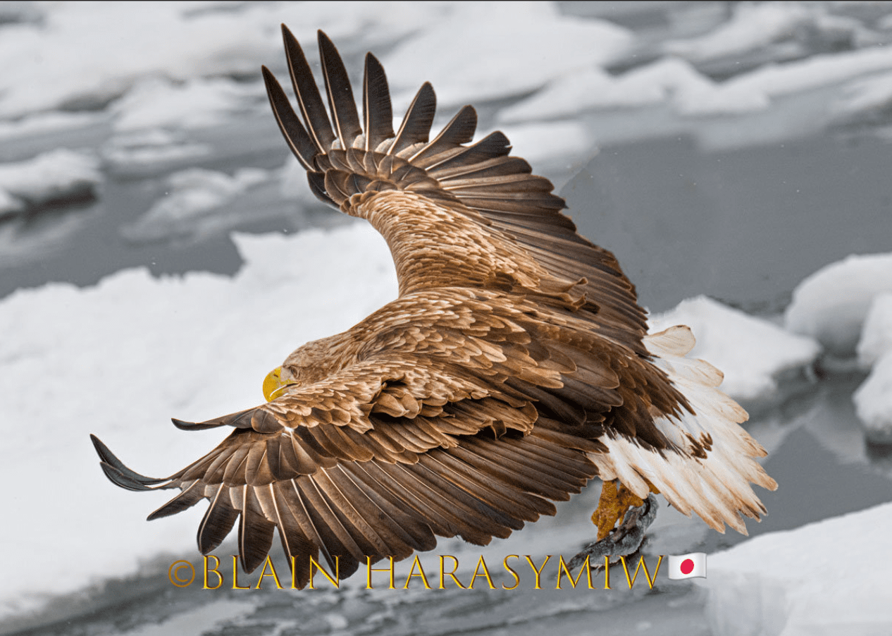 Hokkaido, Japan’s Endemic Raptor - The White-tailed Eagle - JAPAN ...