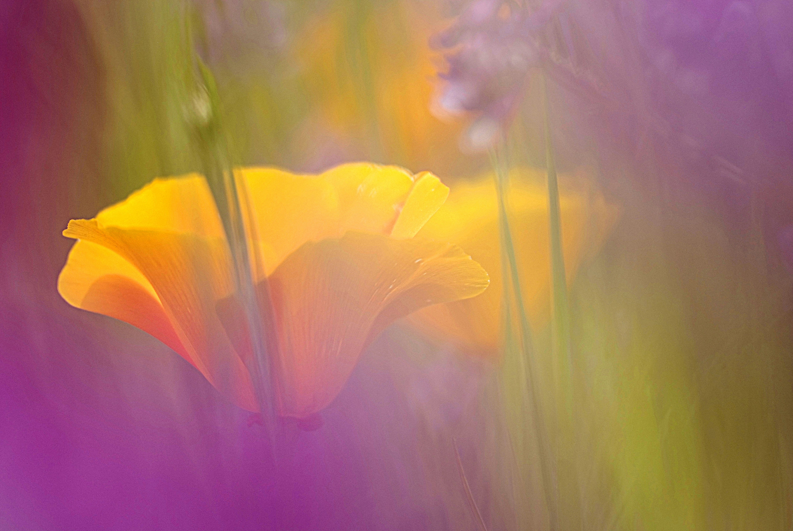 When, Where, and How - Poppies - Mike Moats - Award Winning Macro ...