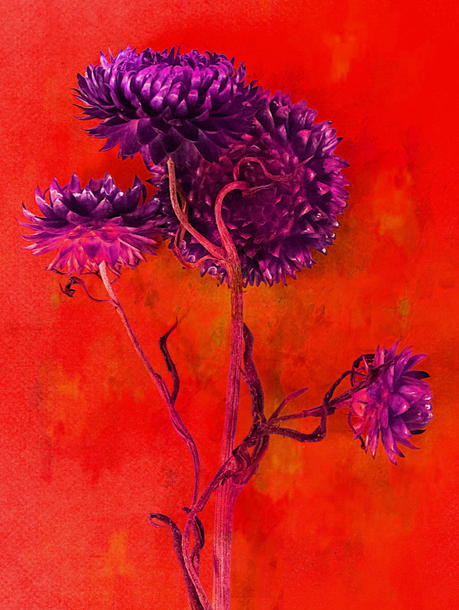 Creative Post Processing - Mike Moats - Award Winning Macro Photographer