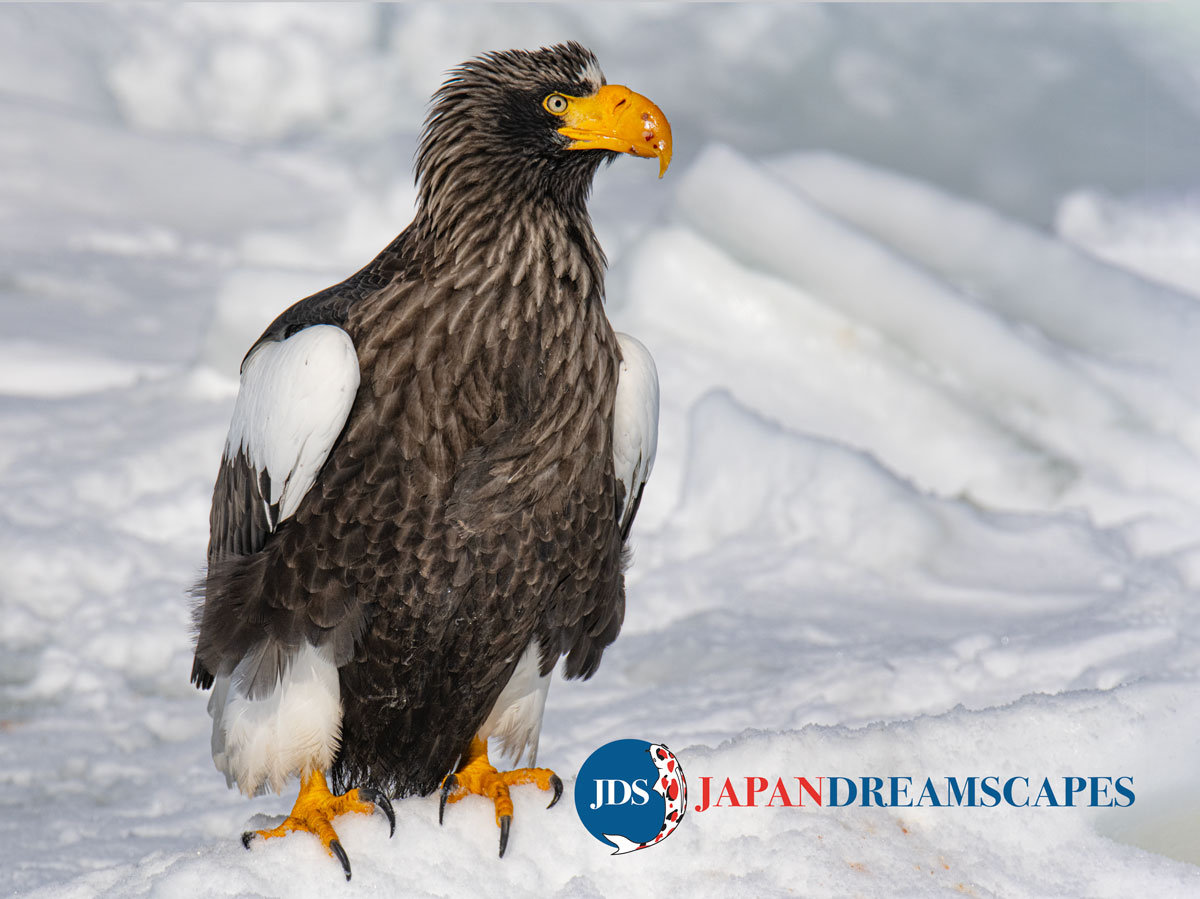 Hokkaido Photo Tour - Pack Ice Steller’s Sea Eagle - JAPAN DREAMSCAPES